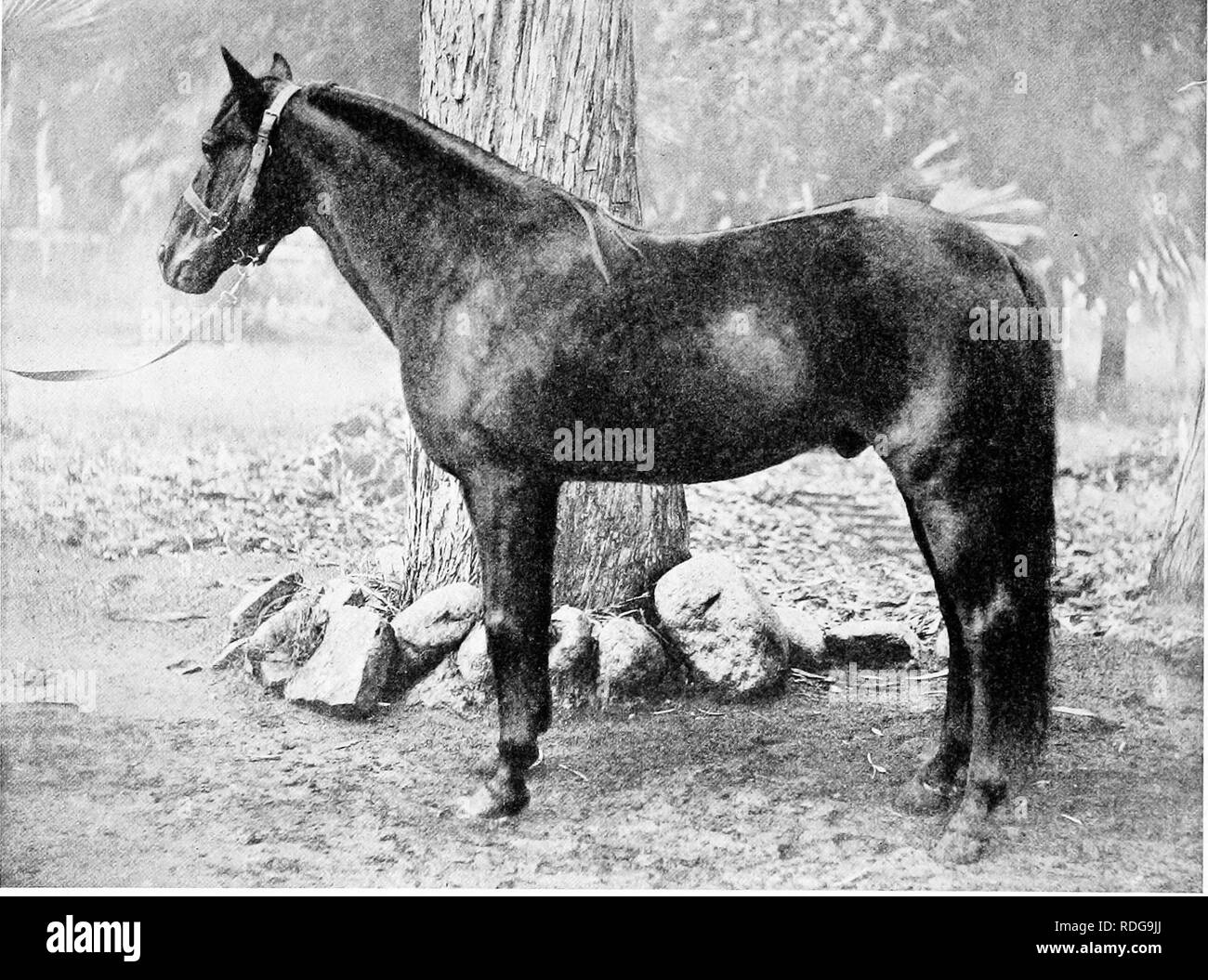 Standardbred stallion hi-res stock photography and images - Alamy