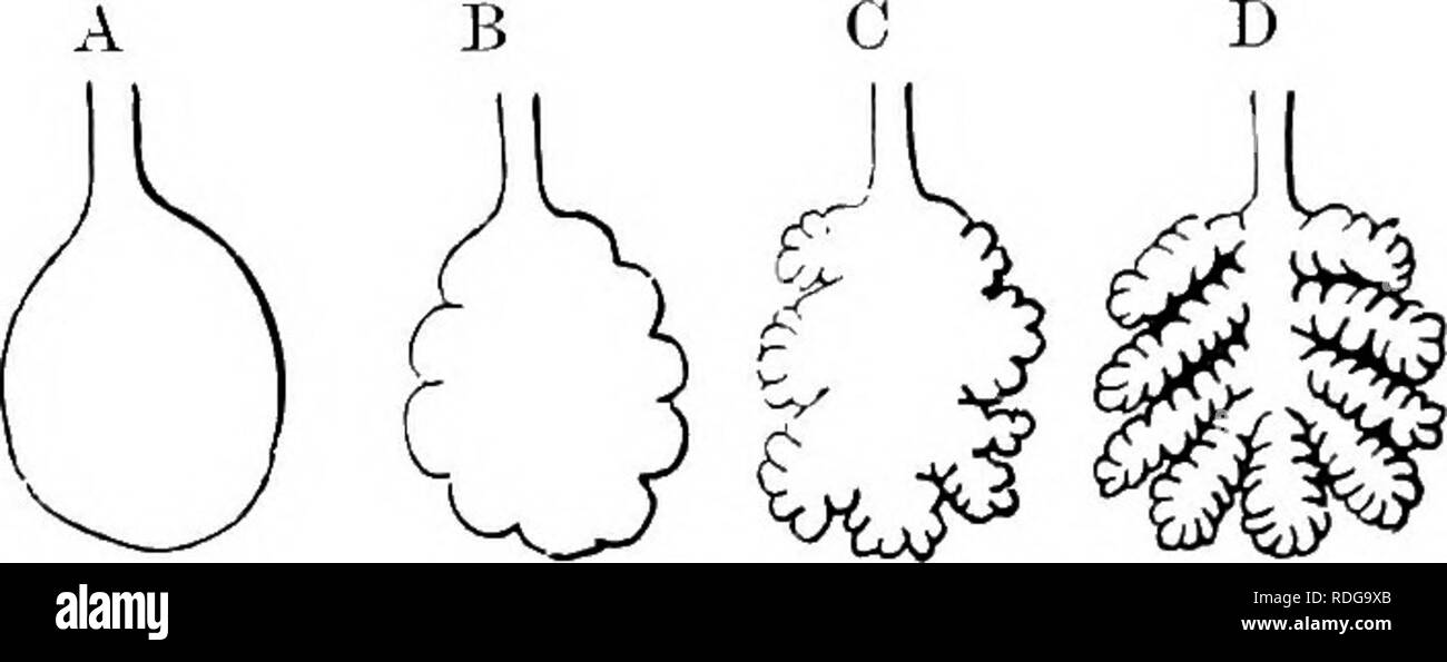 Primitive lungs hi-res stock photography and images - Alamy