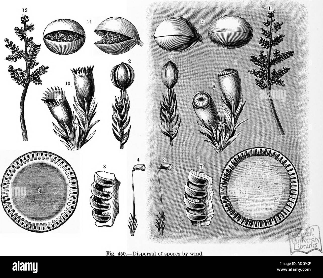 . The natural history of plants, their forms, growth, reproduction, and ...