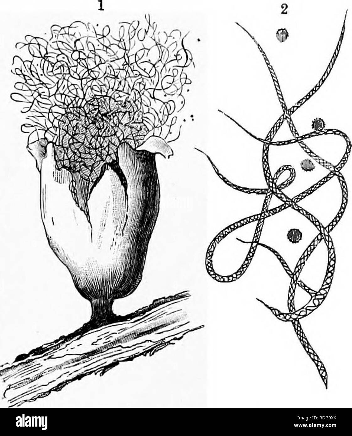 Spores dispersal Black and White Stock Photos & Images - Alamy