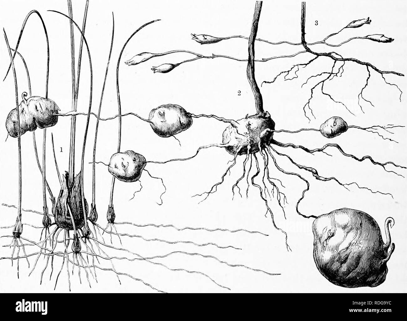 Plants elongated tuber hi-res stock photography and images - Alamy