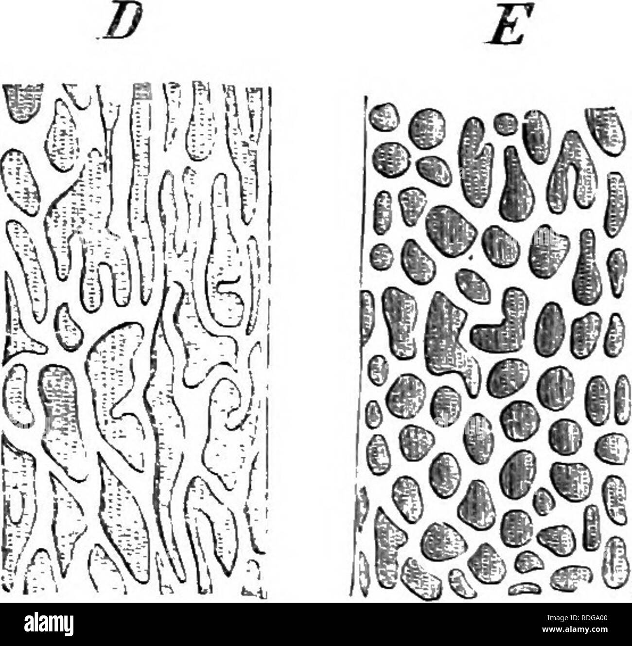 Various microscopic forms hi-res stock photography and images - Alamy