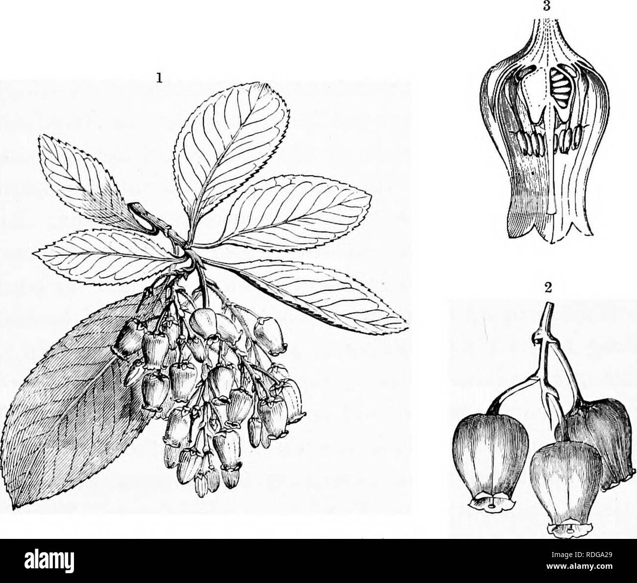 Arctic azalea hi-res stock photography and images - Alamy