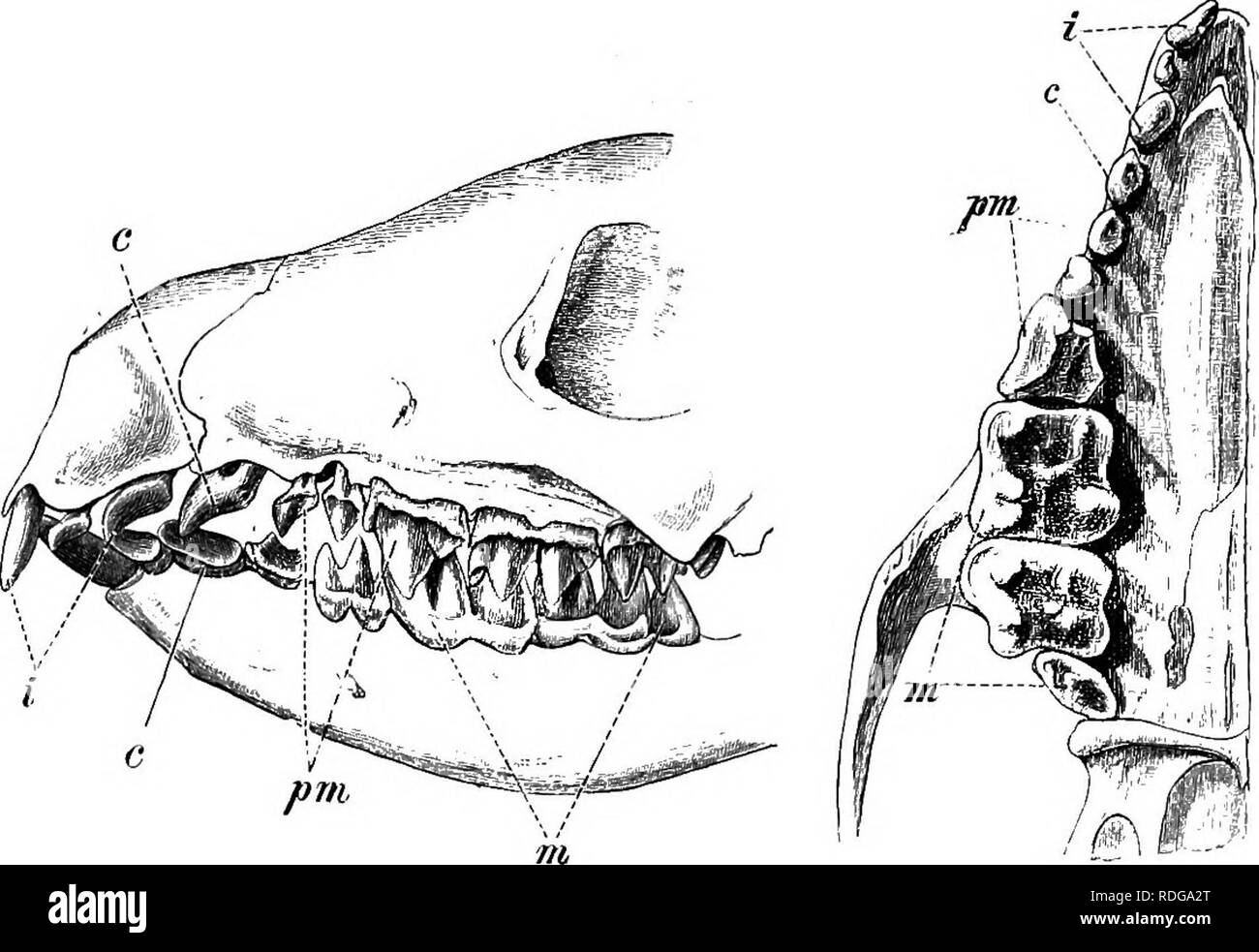 Dog dentition Black and White Stock Photos & Images - Alamy
