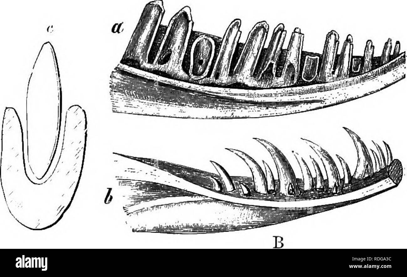 Pleurodont Black and White Stock Photos & Images - Alamy