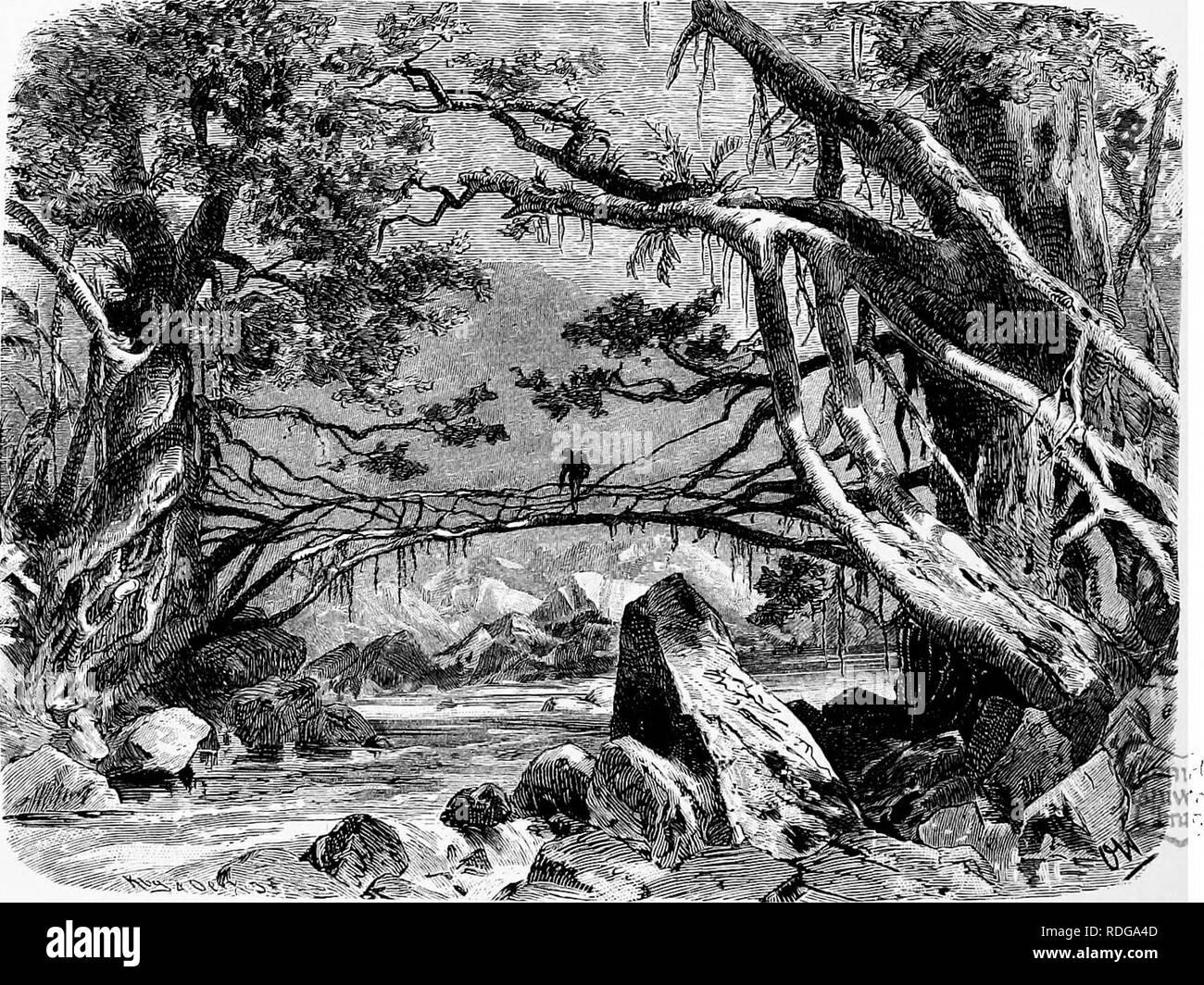 Dioecious herbs hi-res stock photography and images - Alamy