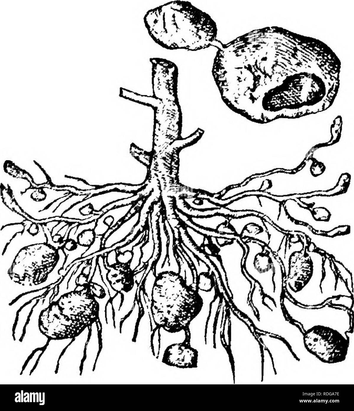 . The potato . Potatoes. History 17 It should be noticed how closely ...