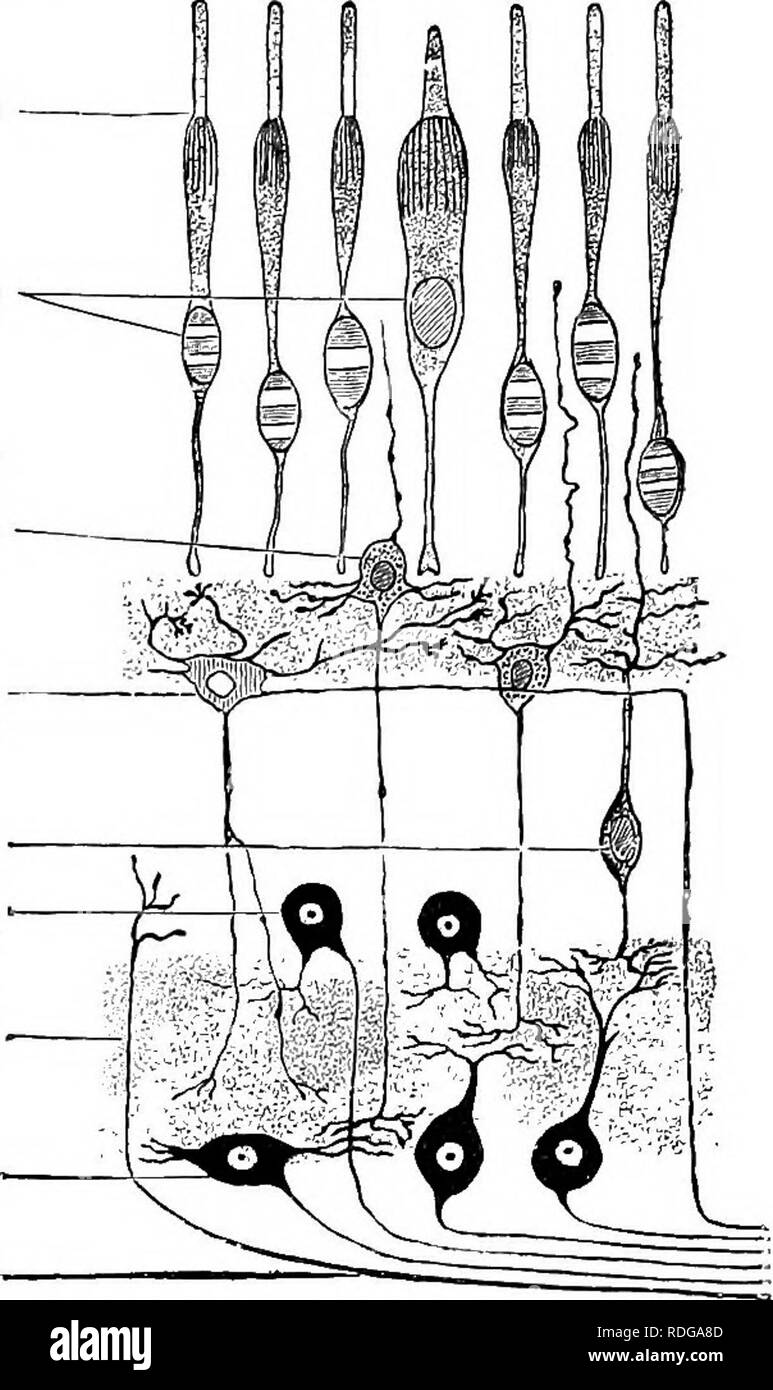 . Elements of the comparative anatomy of vertebrates. Anatomy ...