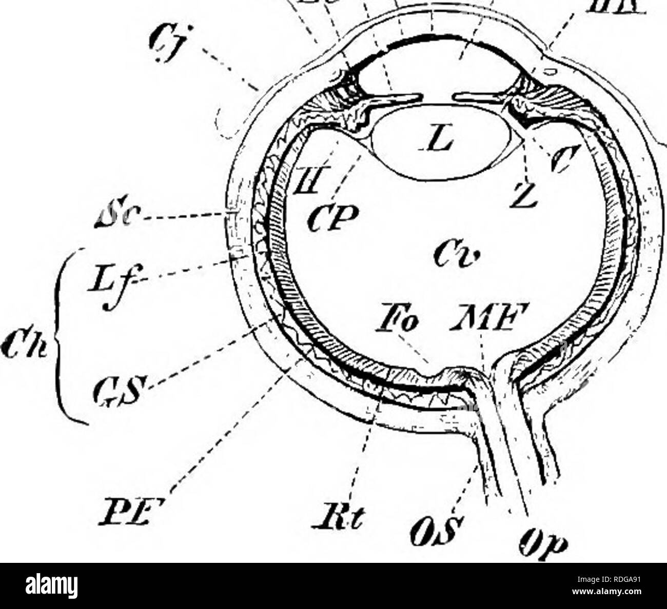 Pupil dilator hi-res stock photography and images - Alamy