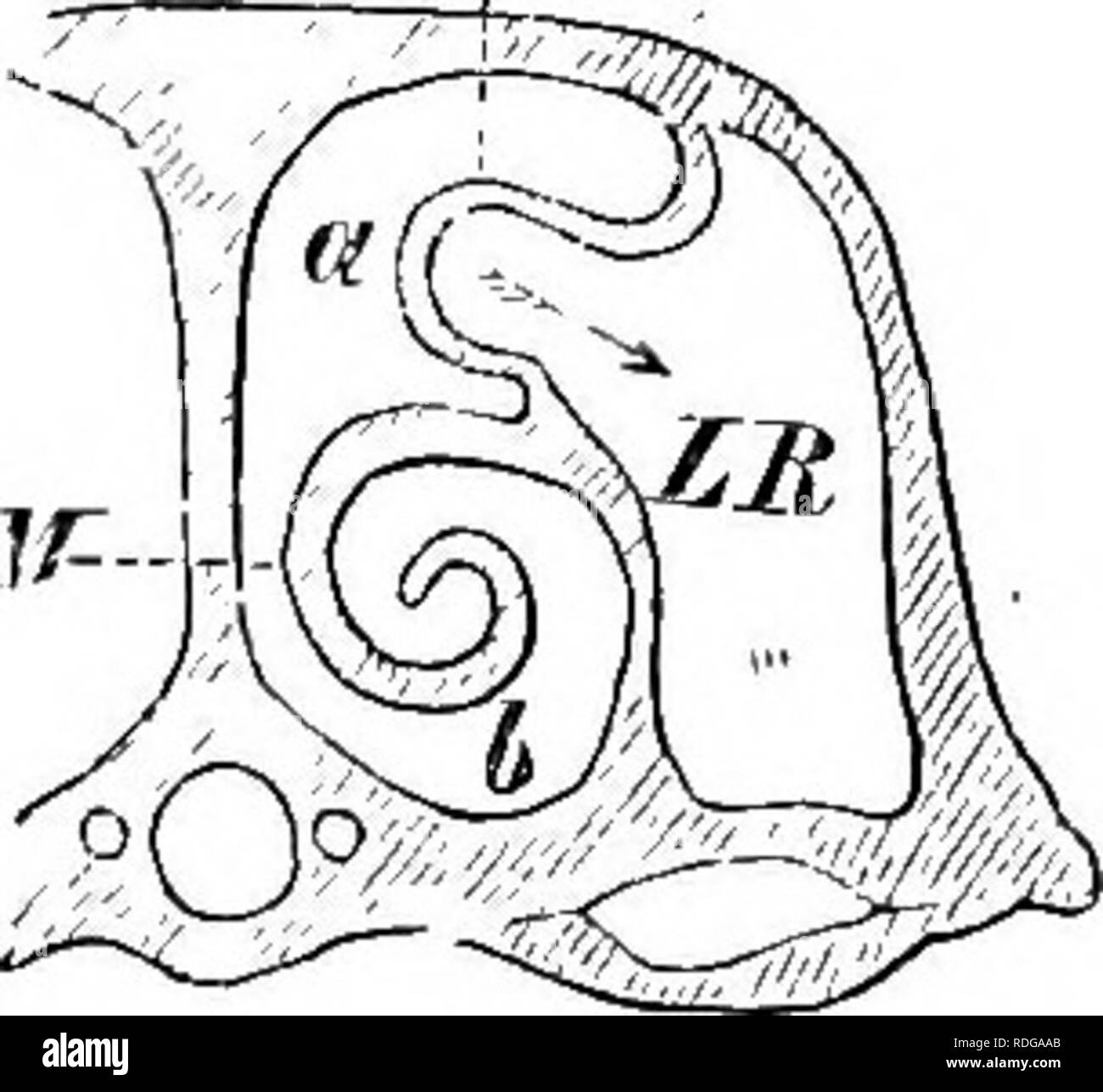 . Elements of the comparative anatomy of vertebrates. Anatomy ...