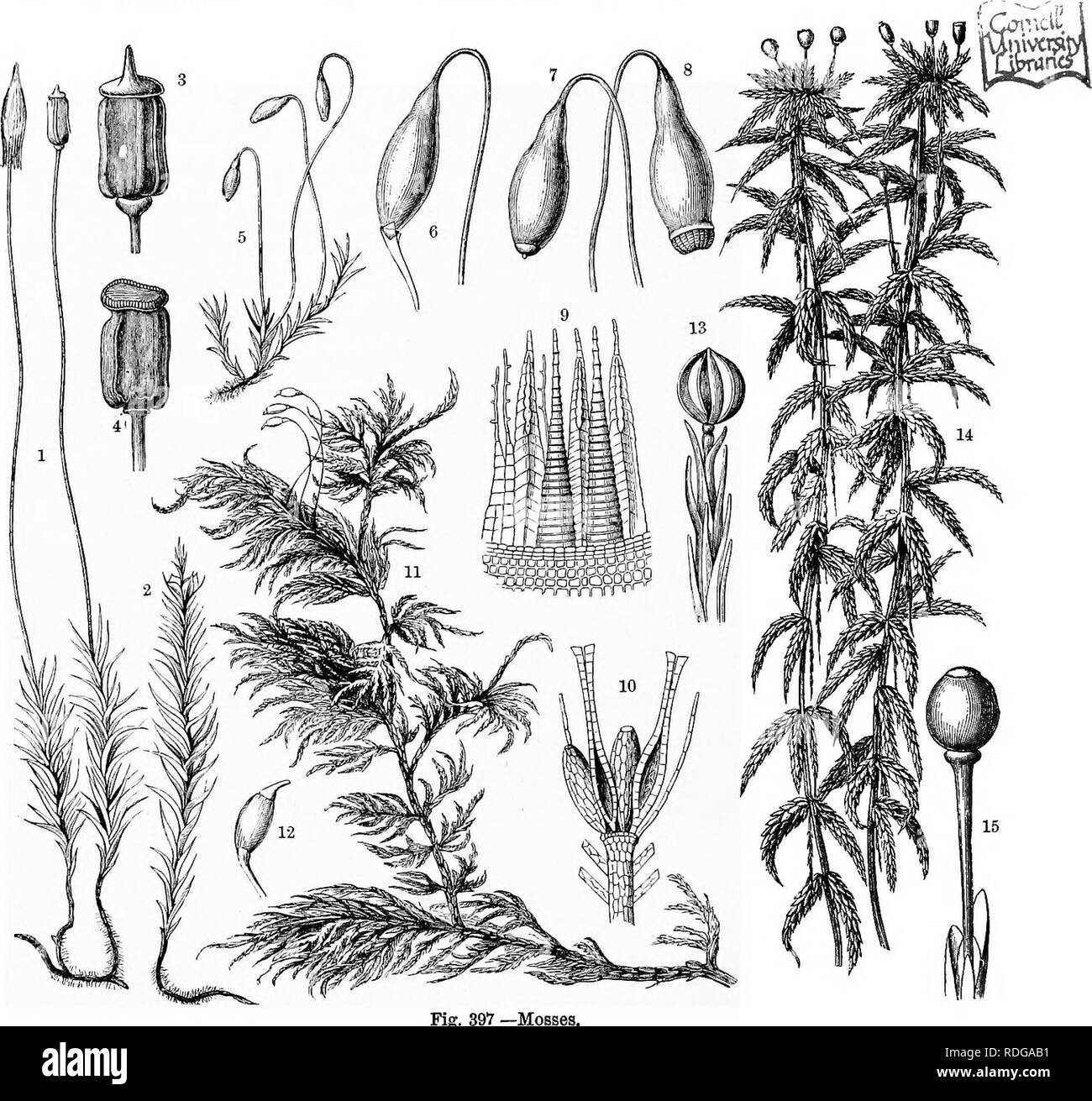 . The natural history of plants, their forms, growth, reproduction, and ...