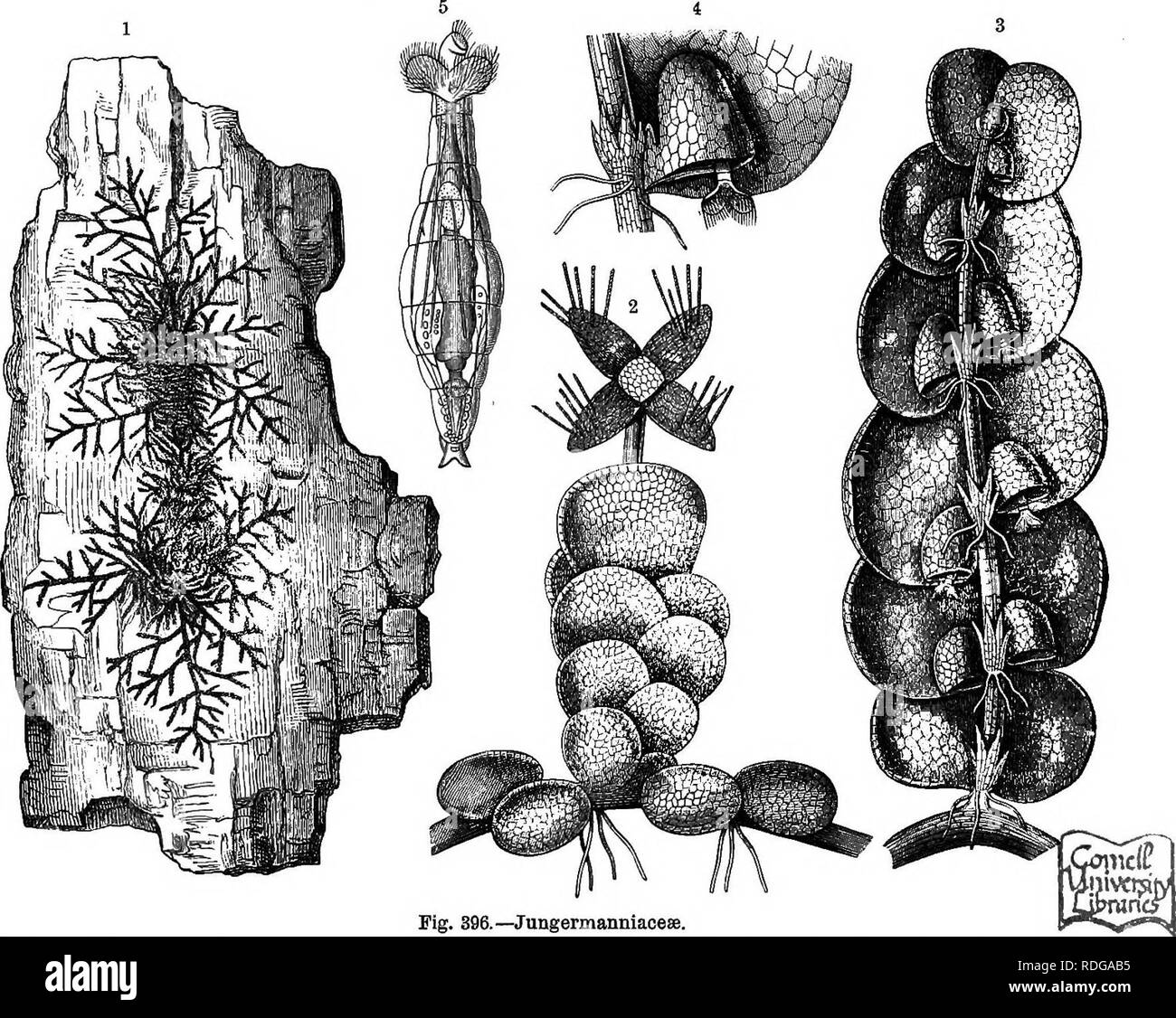 Lobed circular Black and White Stock Photos & Images - Alamy