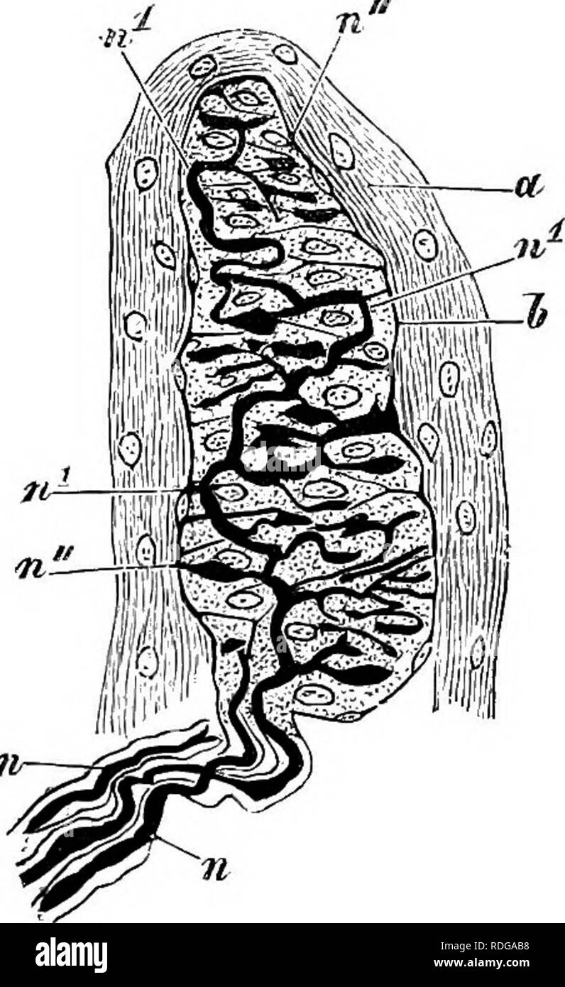 . Elements of the comparative anatomy of vertebrates. Anatomy ...
