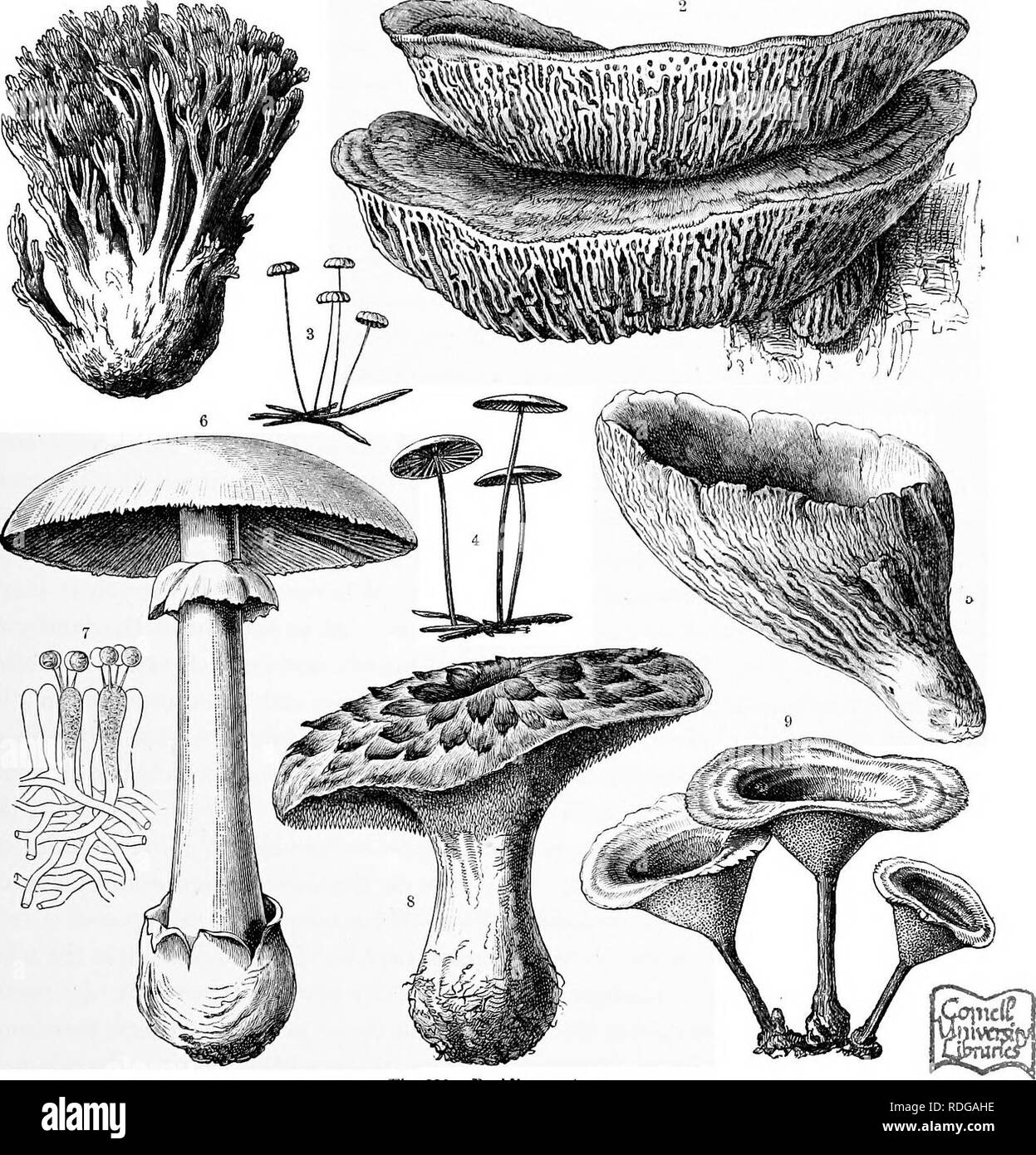 Thallophyta Black and White Stock Photos & Images - Alamy