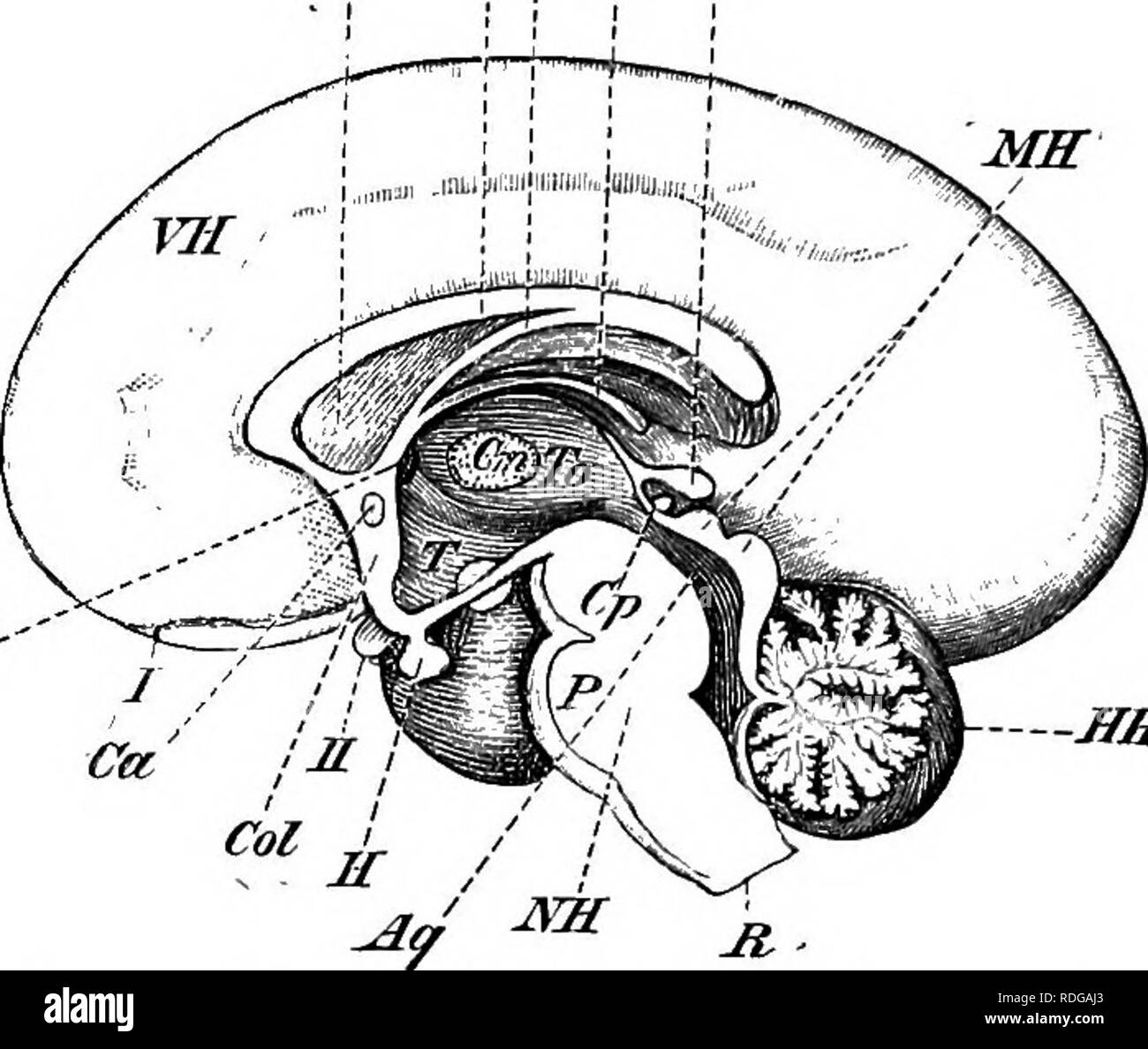 Pineal body Black and White Stock Photos & Images - Alamy
