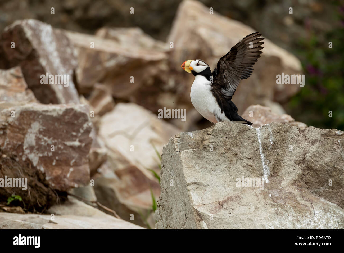 North american upright perching water birds hi-res stock photography ...
