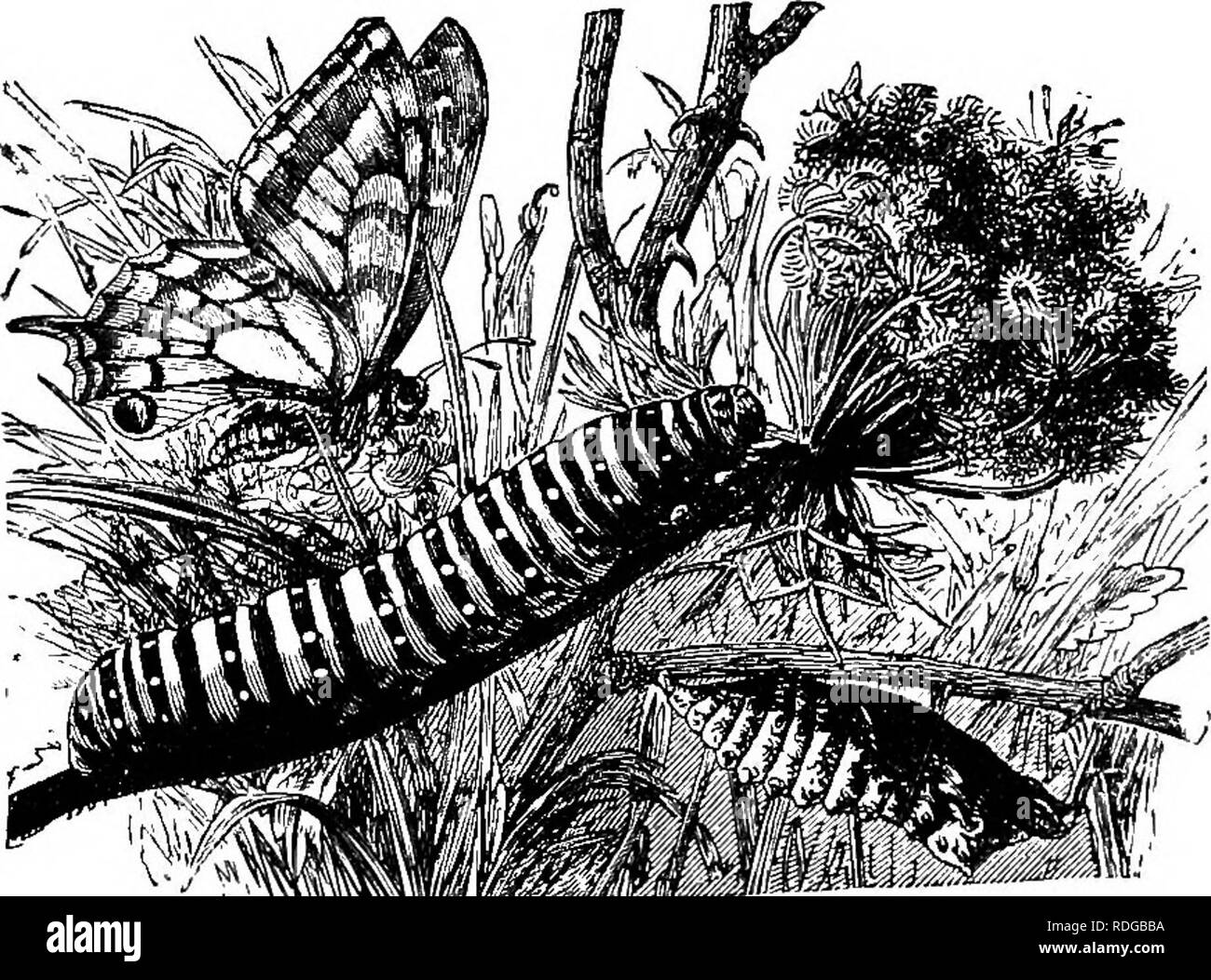 Conspicuous theory Black and White Stock Photos & Images - Alamy