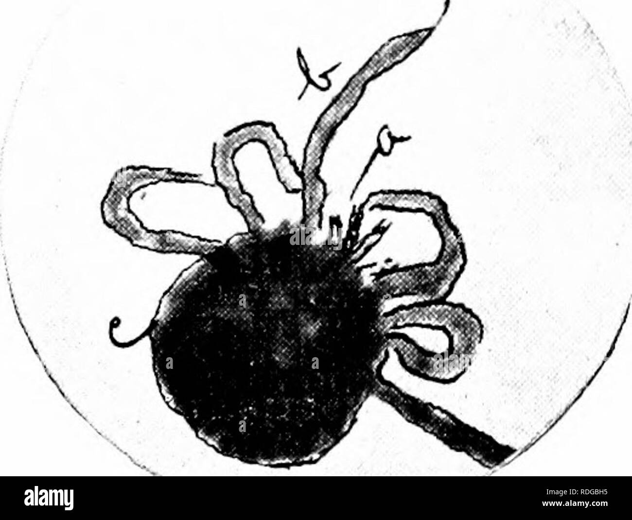Mandibles of a tick Black and White Stock Photos & Images - Alamy