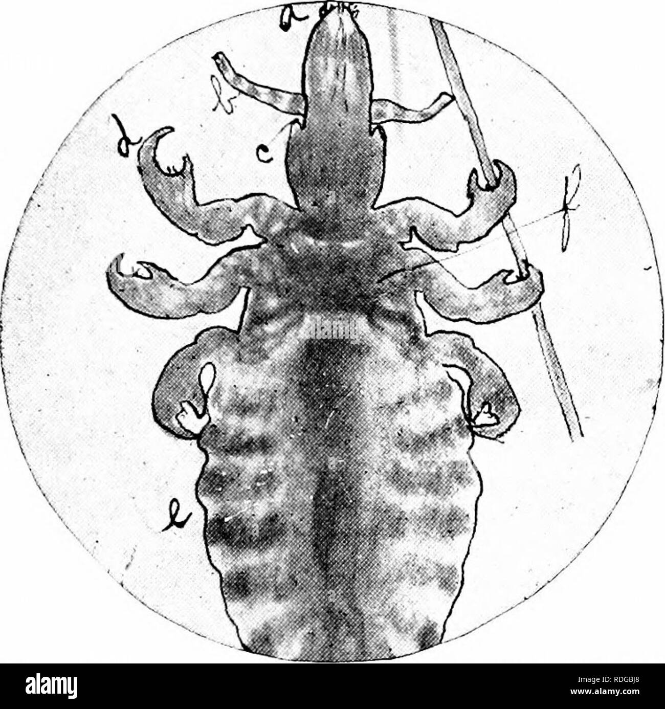 . Animal parasites and parasitic diseases . Domestic animals ...