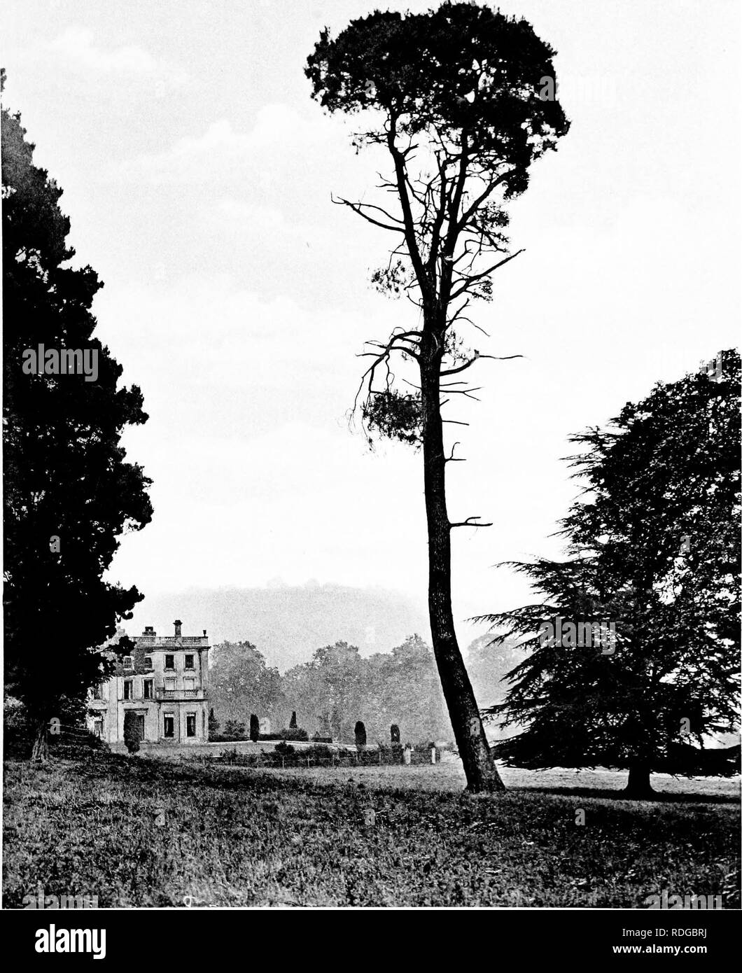 . The trees of Great Britain & Ireland. Trees; Trees. Plate 290 ...