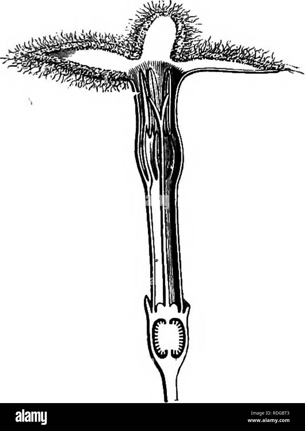 Flower anther filament Black and White Stock Photos & Images - Alamy