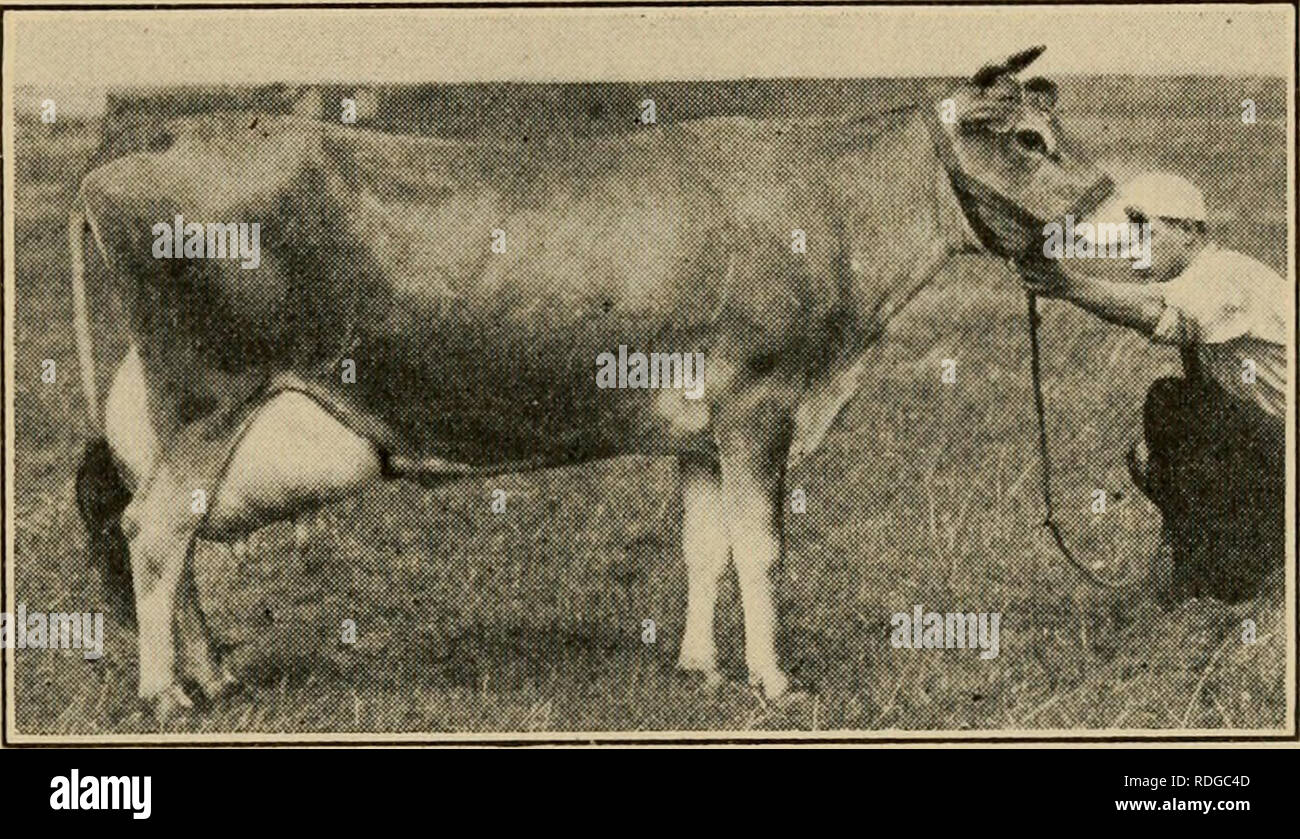 Brindle patches hi-res stock photography and images - Alamy