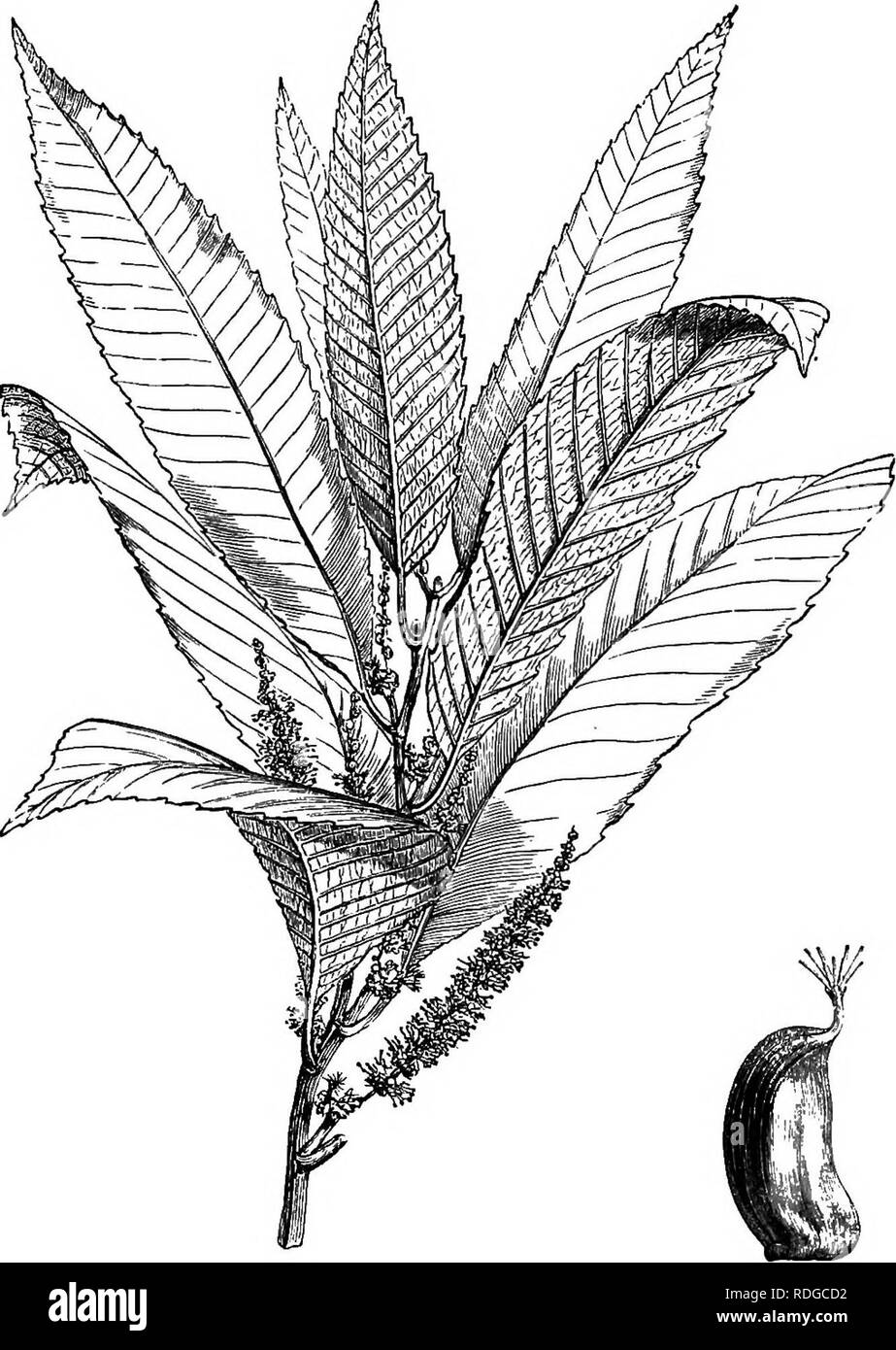 . The natural history of plants. Botany. 234 NATURAL HISTO-RY OF PLANTS ...