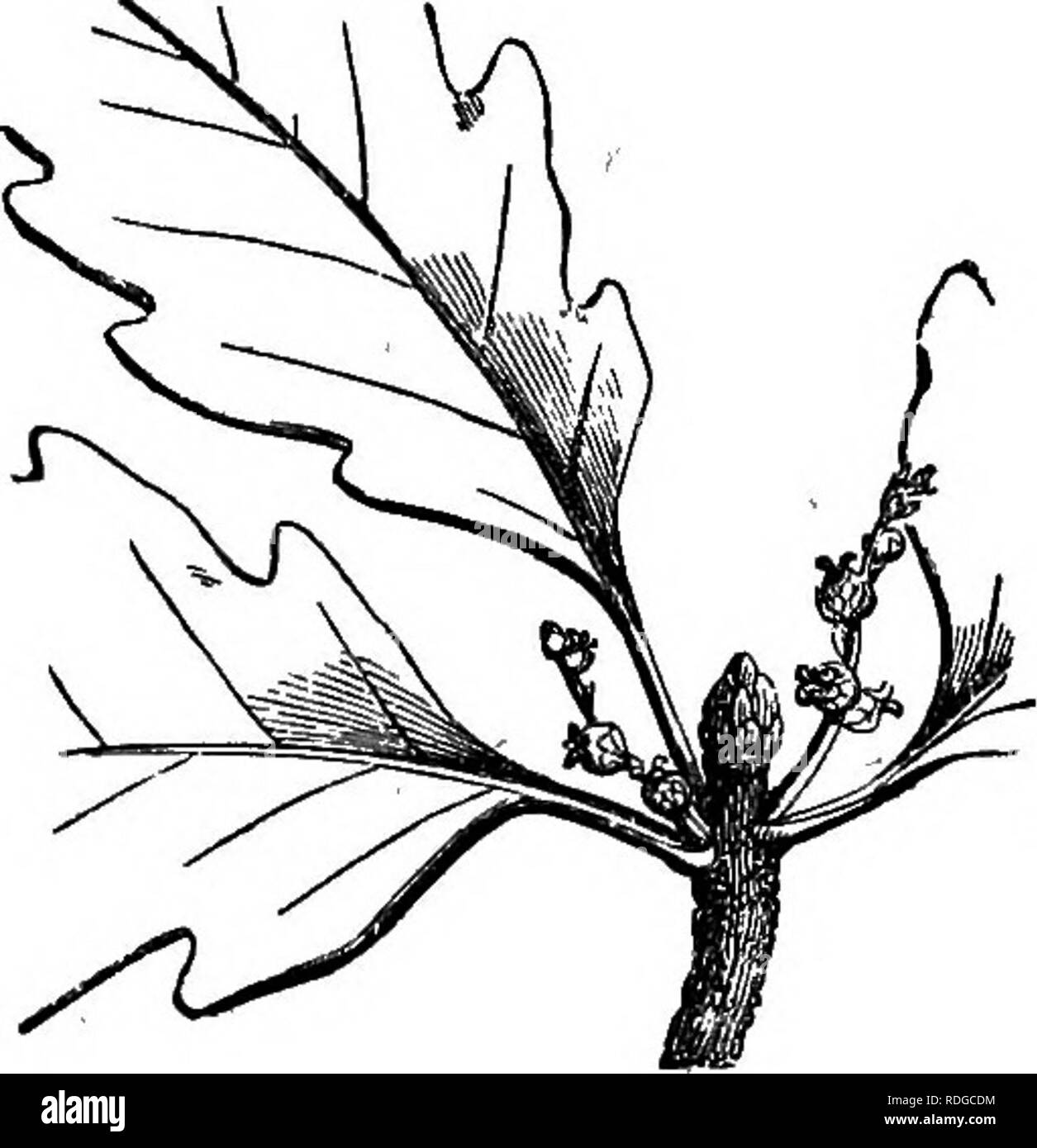 Inferior ovary Cut Out Stock Images & Pictures - Alamy