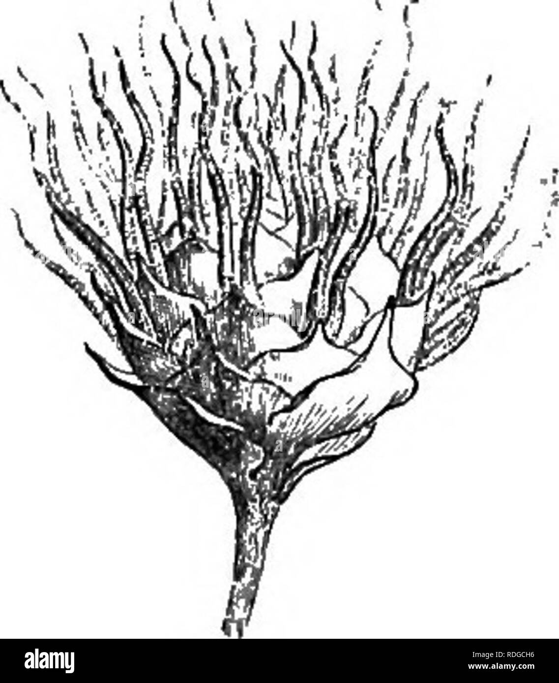 Uniovulate hi-res stock photography and images - Alamy