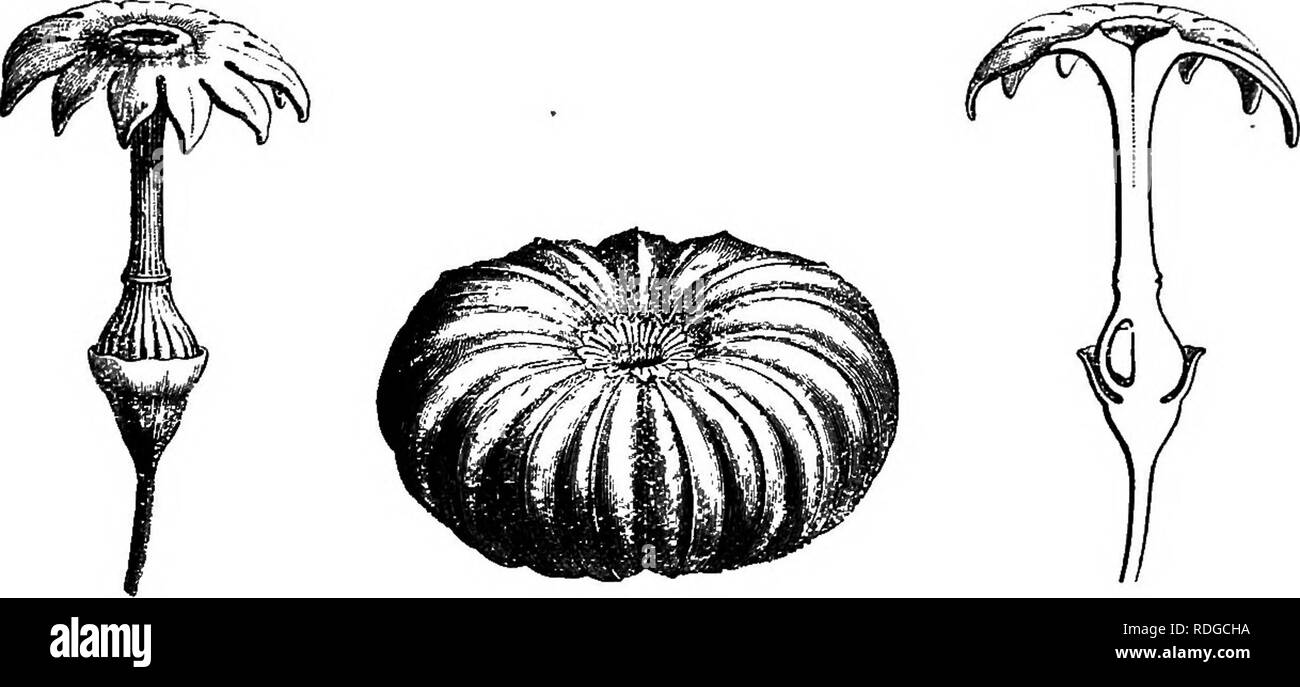 . The natural history of plants. Botany. E UPHORBIA OE^. 137 Hiira ...