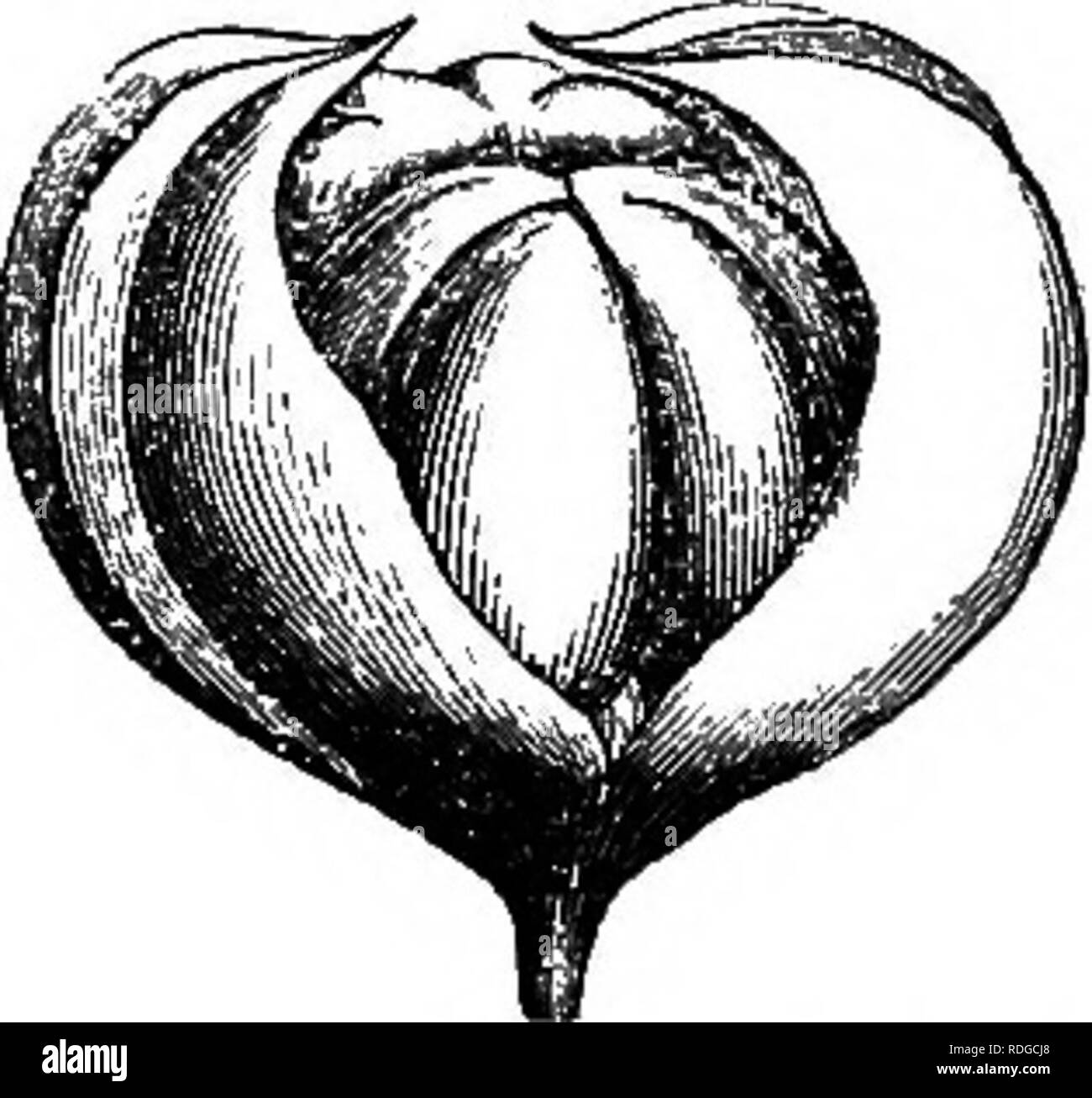 . The natural history of plants. Botany. 134 NATURAL HISTORY OF PLANTS ...