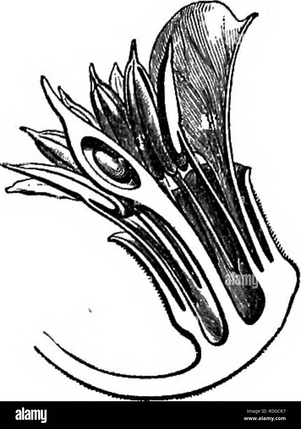 Campylotropous hi-res stock photography and images - Alamy