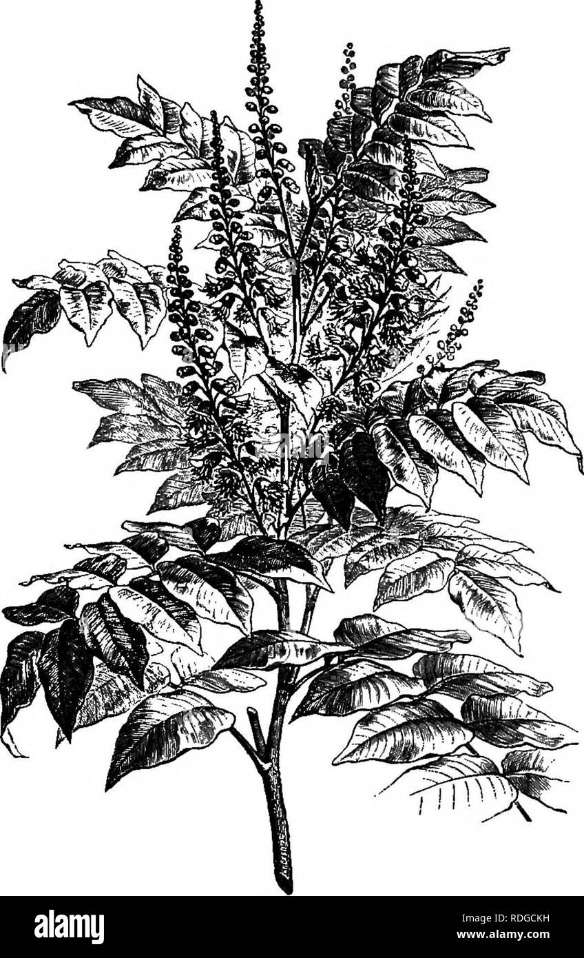 Vexillary hi-res stock photography and images - Alamy