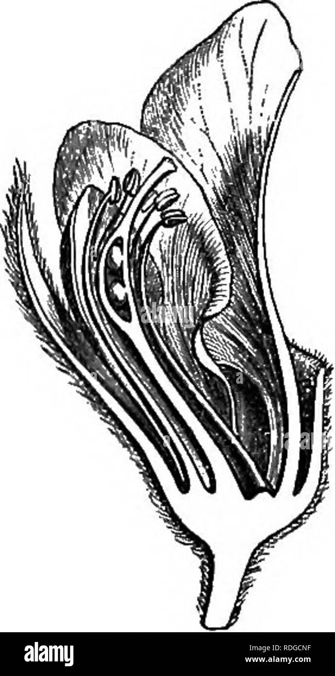 . The natural history of plants. Botany. 216 NATUBAL EISTOBY OF PLANTS ...