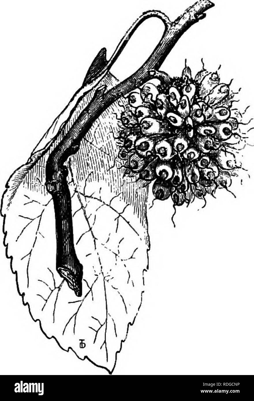 . The natural history of plants. Botany. Fig. 106. Female inflorescence ...