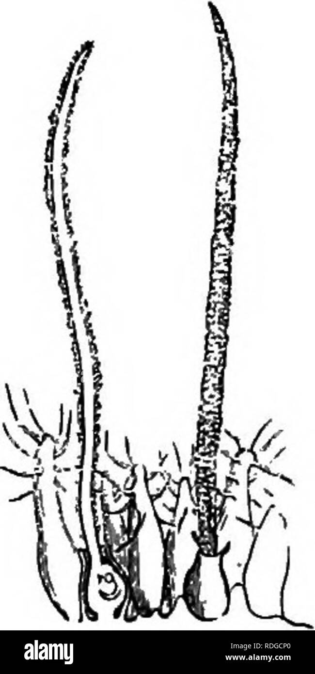 . The natural history of plants. Botany. Fig. 106. Female inflorescence ...