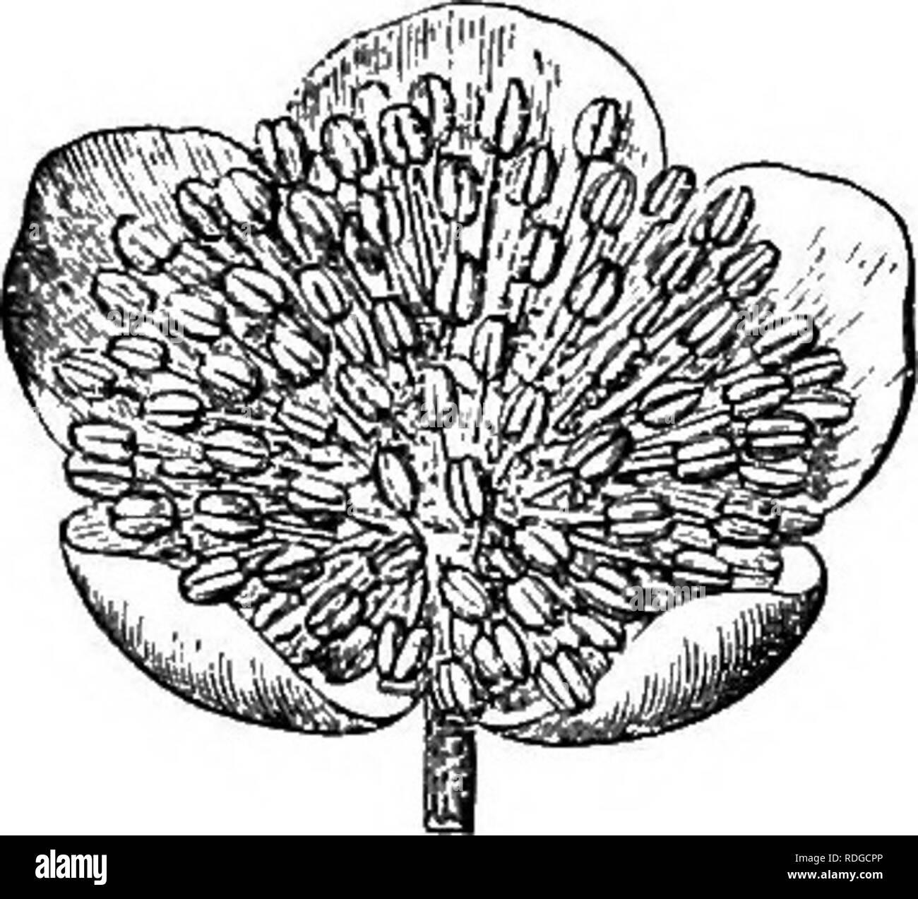 Three sepals and three petals Black and White Stock Photos & Images - Alamy