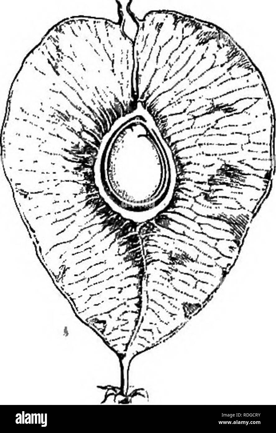 . The natural history of plants. Botany. Fig. 93. Fruit. deep ...