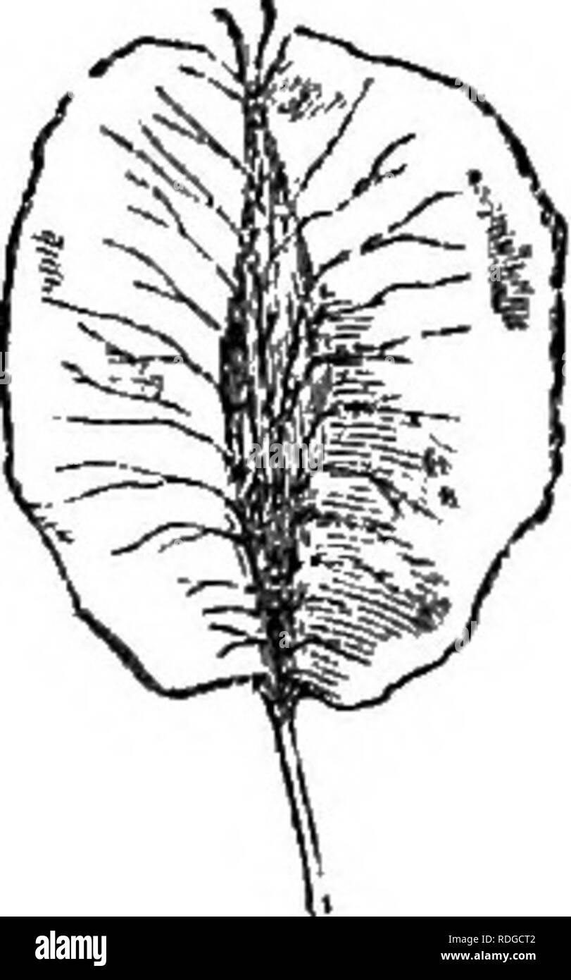 . The natural history of plants. Botany. ULMACE^. 141. Fig. 93. Fruit ...