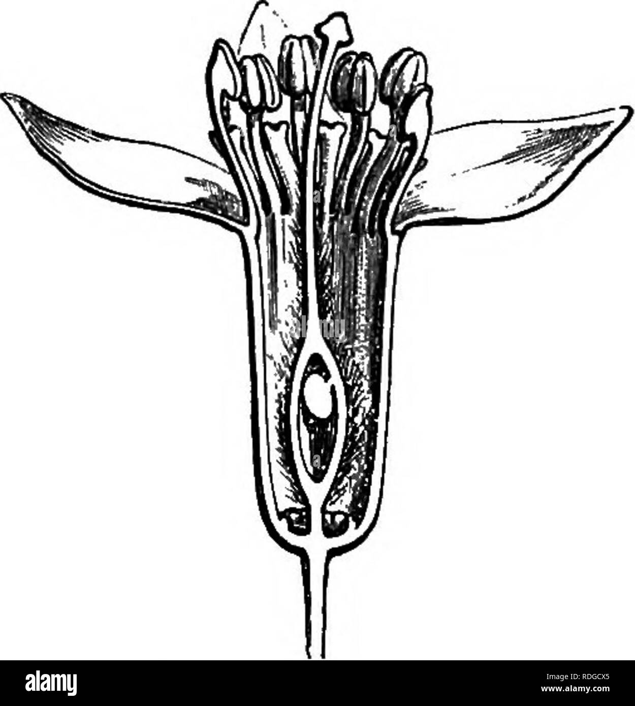 Long throat flower Black and White Stock Photos & Images - Alamy