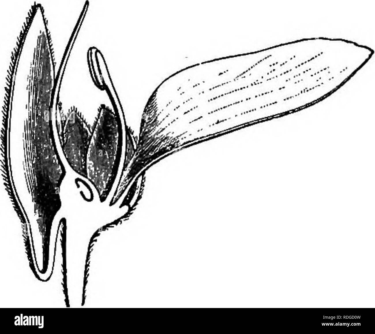 Three anterior petals hi-res stock photography and images - Alamy