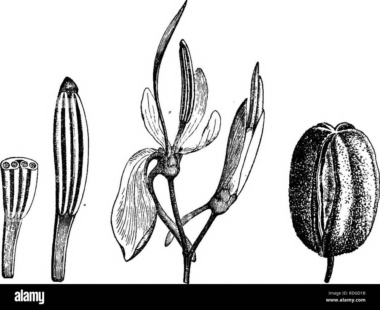 Fertile age Black and White Stock Photos & Images - Alamy