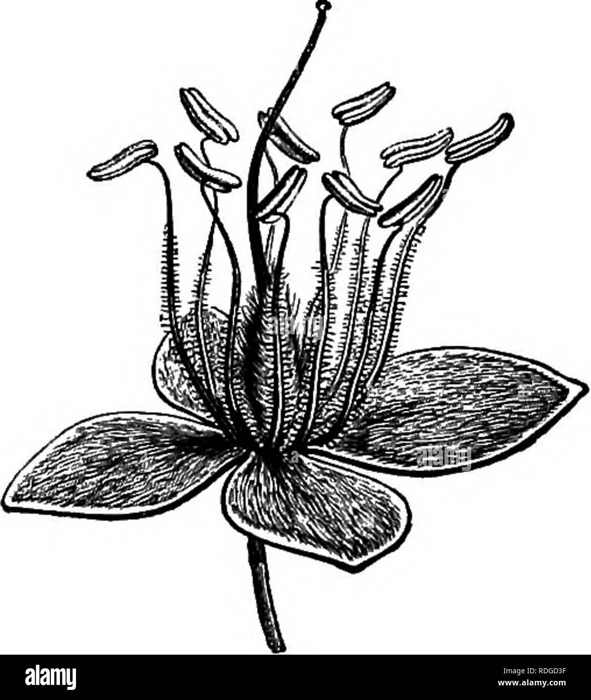 Notched apex Cut Out Stock Images & Pictures - Alamy