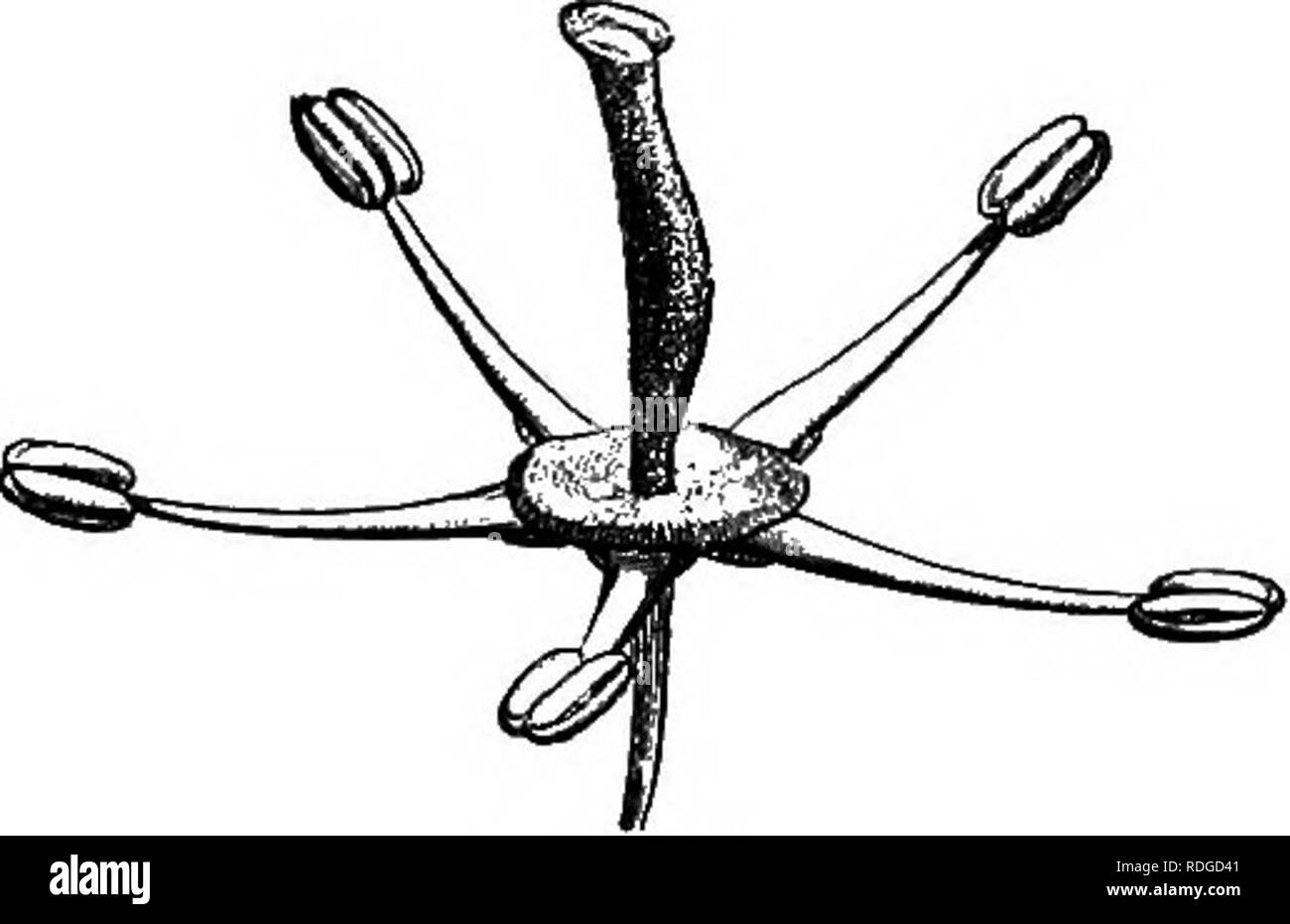 . The natural history of plants. Botany. 132 NATURAL HISTOBY OF PLANTS ...