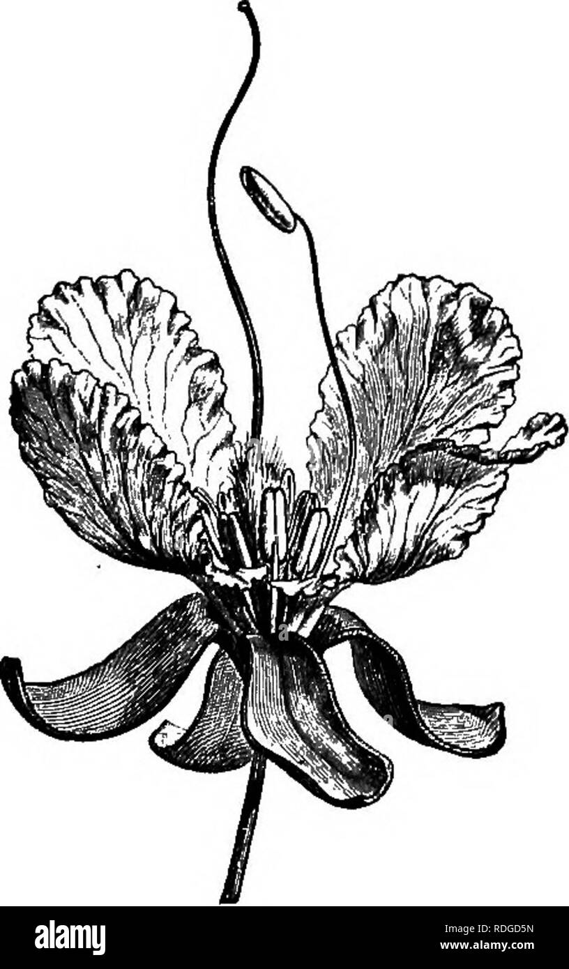 Imparipinnate leaves hi-res stock photography and images - Alamy