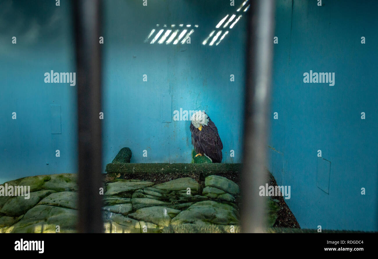 Sad eagle hi-res stock photography and images - Alamy