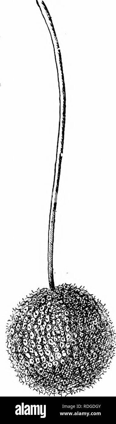 . Our native trees and how to identify them; a popular study of their ...