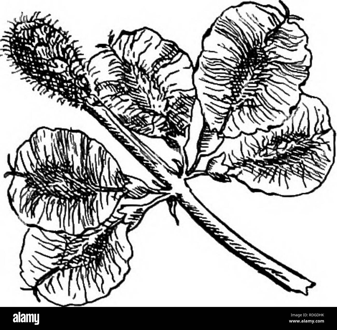 Rough hairy leaves Black and White Stock Photos & Images - Alamy