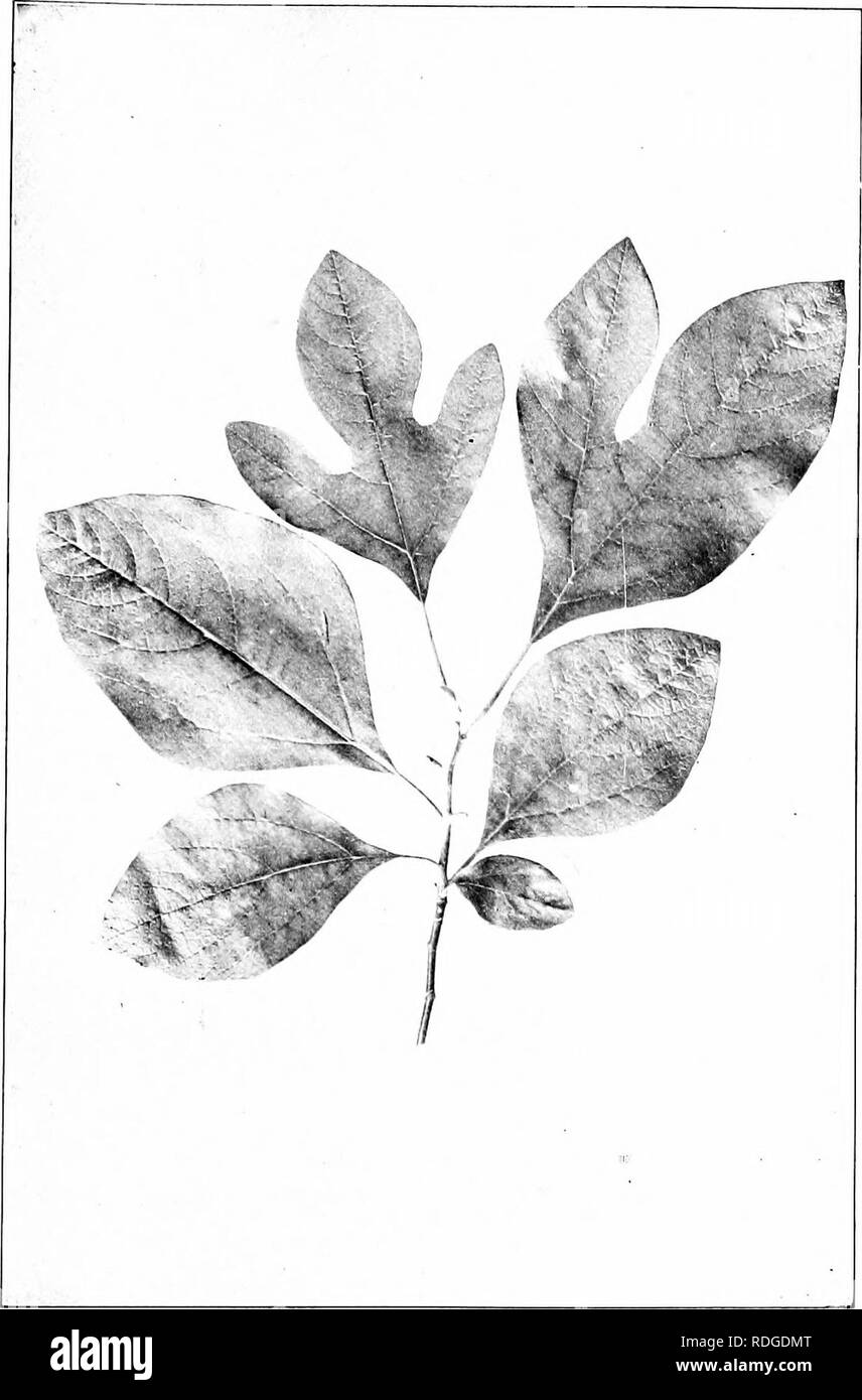 Sassafras leaves Black and White Stock Photos & Images - Alamy