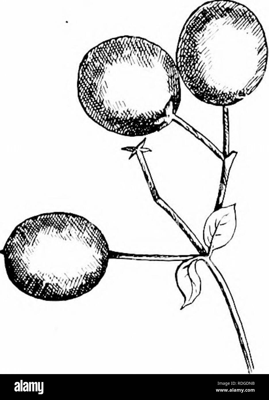 . Our native trees and how to identify them; a popular study of their ...